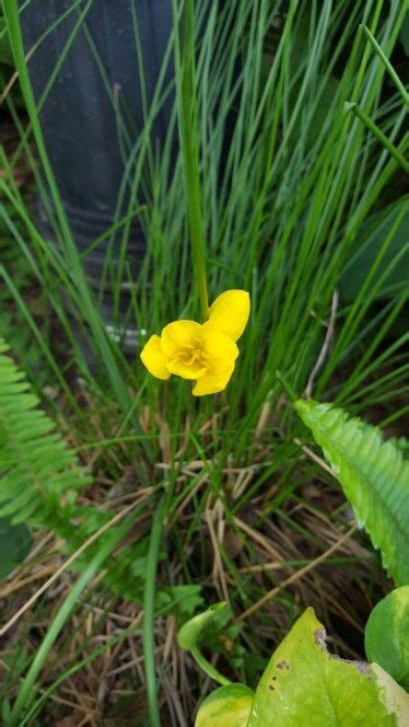 Yellow Crocus Grown From Seed Pod Plants Growing Seeds Yellow Crocus