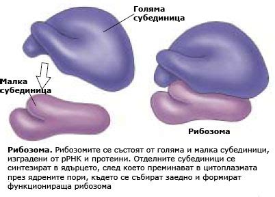 Рибозоми - Страница 8