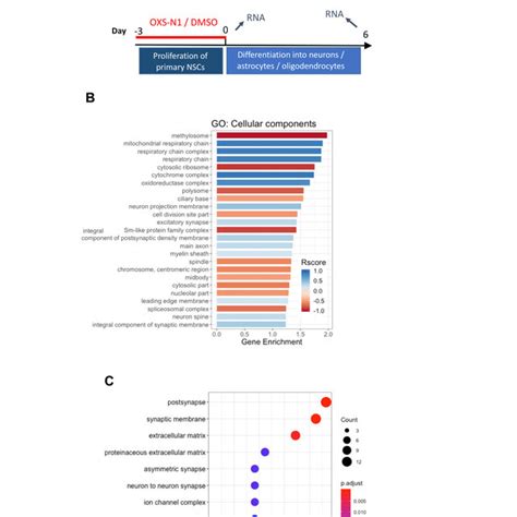 Transcriptomics Analysis Of Neurospheres Treated With Oxs N1 A