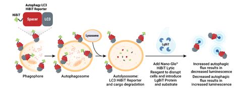 Hek293 Autophagy Lc3 Hibit Reporter Cell Line 佑研匠簇网上商城