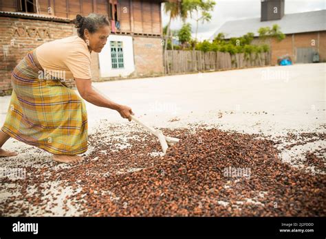 Woman Drying Cocoa Bean Harvest In The Sun On Her Small Farm In West Sulawesi Indonesia Asia