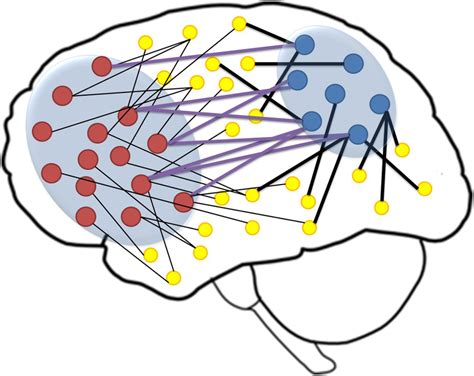 Model Of Brain Network That Illustrates The Difference Between The Two