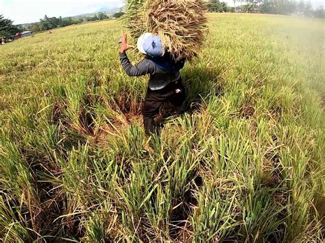 Pag Aani Ng Palay Ganito Ang Trabaho Ng Mga Mahihirap Pag Aani Ng Palay Provincelife By