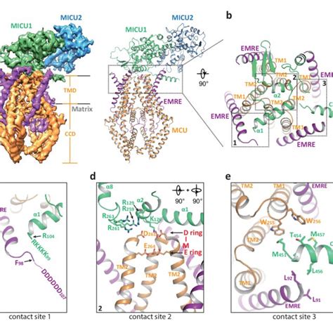 structure of the mcu emre micu1 micu2 uniplex assembly in the presence