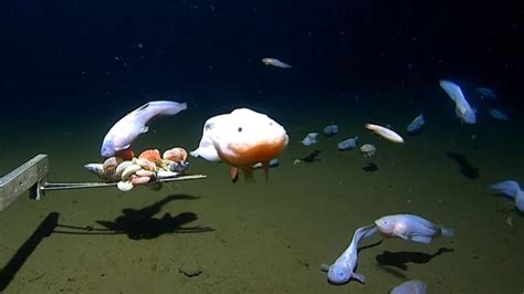 New Records Set For Deepest Fish Ever Caught And Caught On Camera