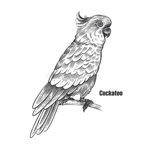 Parrot Cockatoo Black Stock Vector Illustration Of Australia 32529460