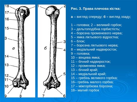 Презентація Скелет верхньої кінцівки людини