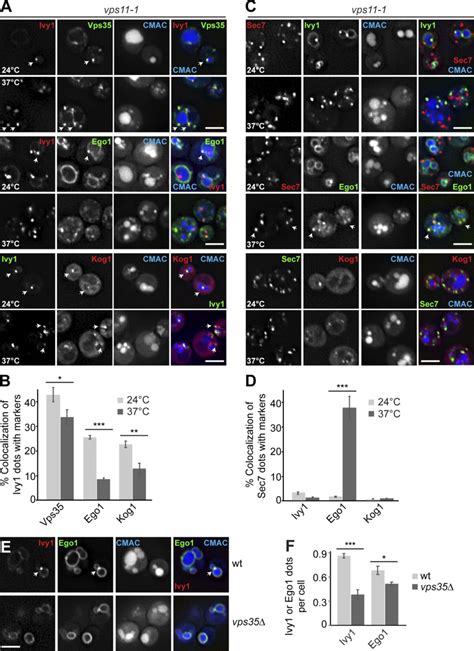 Hops And Retromer Mutants Differentially Affect Ego1 Localization Away Download Scientific