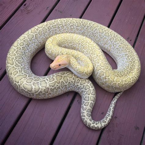 Albino Green Burmese Python