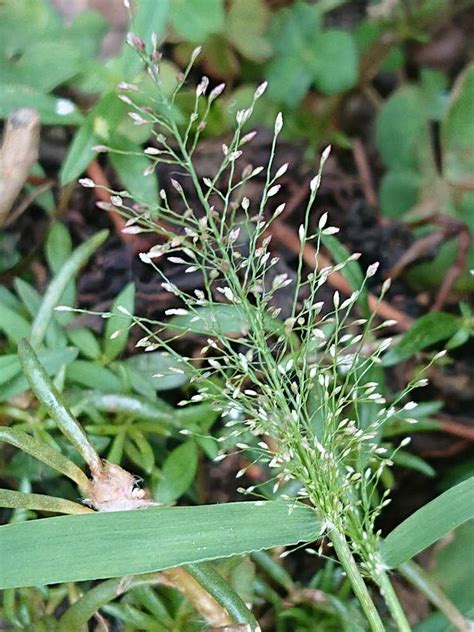 常見的禾本科野草不太很確定是知風草 花草本一家 爆料公社