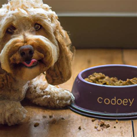 Cockapoo Cocker Spaniel Poodle Care The Ultimate Guide