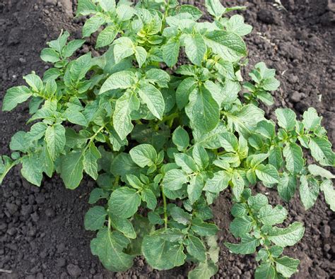 Potato Growing Problems Common Issues And How To Avoid Them Homes