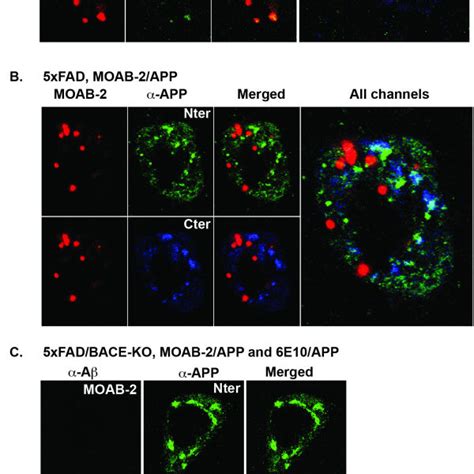 Moab 2 Detection Of Intraneuronal Ab But Not Intraneuronal App In 5xfad Download Scientific