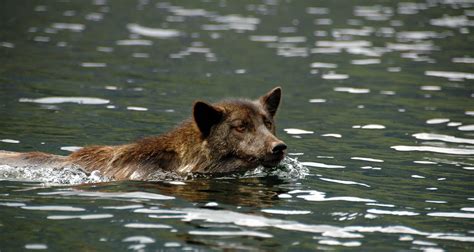 The Amazing Sea Wolves Of The Great Bear Rainforest Canadian Geographic