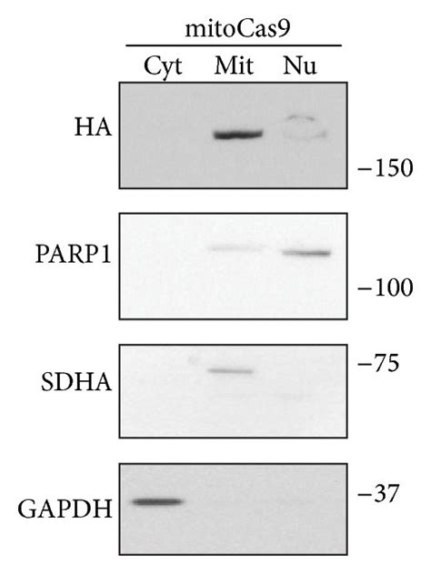 Construction Of Mitochondria Targeted Mts Ha Cas9 A Schematic