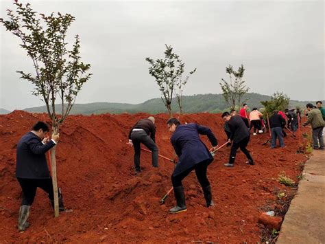 白芒营镇同植湘桂和谐边界友谊树 共建乡村振兴示范带 乡镇动态