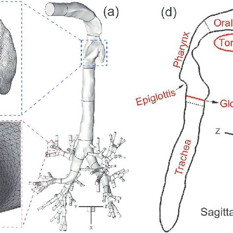 Configuration Of A Subject Specific Human Upper Airway Geometry From Download Scientific