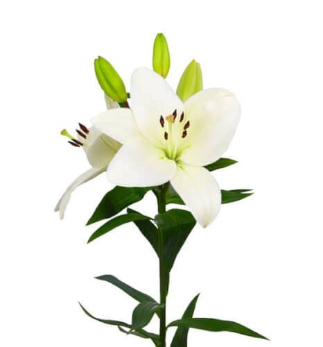 Lilium La Litouwen