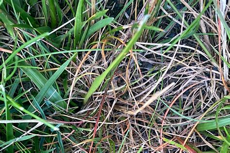 Red Thread Grass Dealing With Red Thread Lawn Disease Through