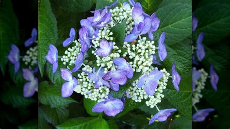 Top Rated Blue Hydrangeas For Your Garden Global Ideas