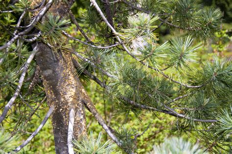 Targhee Growth May Kill Over 450 Whitebark Pine Tree Frog Creative