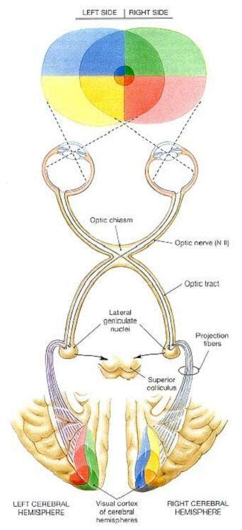 알라딘서재 제14강 시각과 뇌