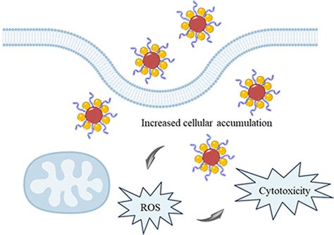 Curcumin Modified Selenium Nanoparticles Improve Cancer Therapy By Reg Ijn