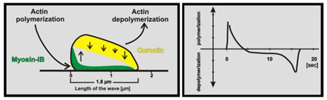 Spatial Organization Of Actin Waves And The Temporal Pattern Of Actin Download Scientific