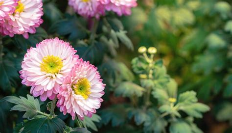 Premium Photo Cecelia Flowering In The Garden With Copy Space