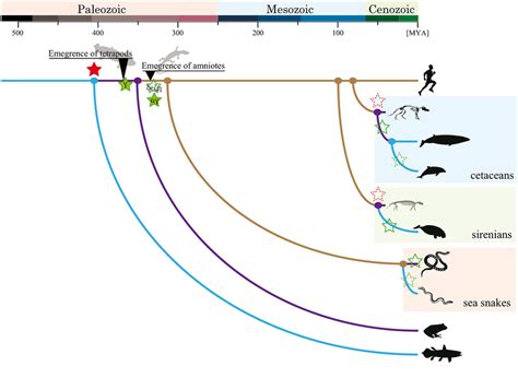 A Schematic View Of The Evolution Of Terrestrial Adaptation And Aquatic