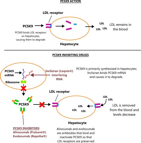 Pcsk9 Inhibitors