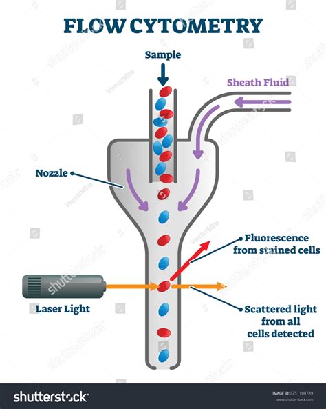 Flow Cytometry Diagram