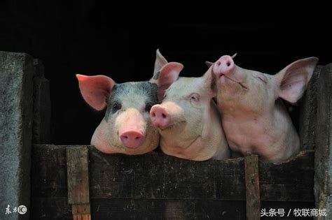 秋季氣溫驟降養豬戶養豬須留意七大問題溫氏新希望雙匯利潤肥 每日頭條