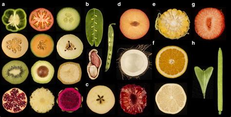 Angiosperm Fruit Types
