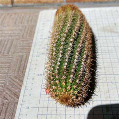 Yahoo オークション 多肉植物 大型花サボテン ピンクノルハイム
