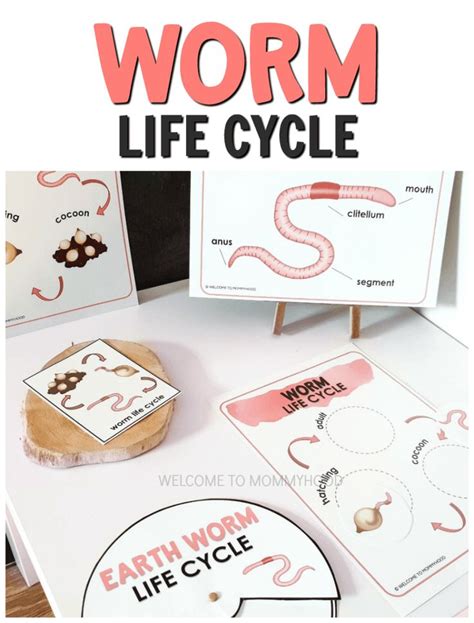 Worm Life Cycle Montessori Or Kindergarten Classrooms For Spring Summer