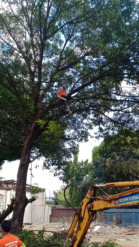 Syntex Tree Cutting Trimming And Wood Cutting Services Home