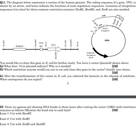 Q11 The Diagram Below Represents A Section Of StudyX