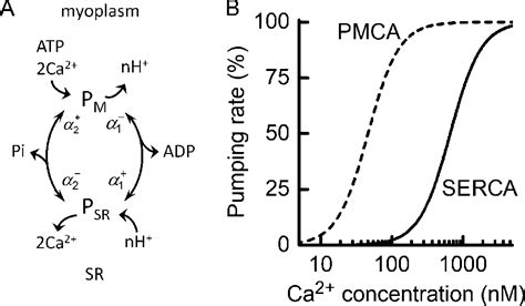 Figure 2 From A Mathematical Model To Quantify Ryr Ca2 Leak And Associated Heat Production In