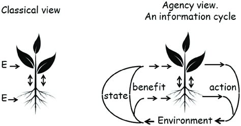 Recurrent Learning And Decision Responses Of Plant Agents Between The Download Scientific