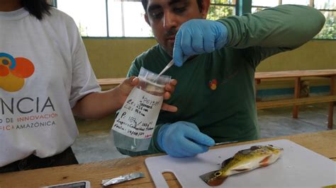 Illegal Gold Mining Spirals In Perus Amazon Rainforest Context By Trf