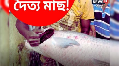 ওটা কী নদী থেকে জালে উঠল দৈত্য ওজন আর দাম শুনলে অজ্ঞান হওয়ার জোগাড়