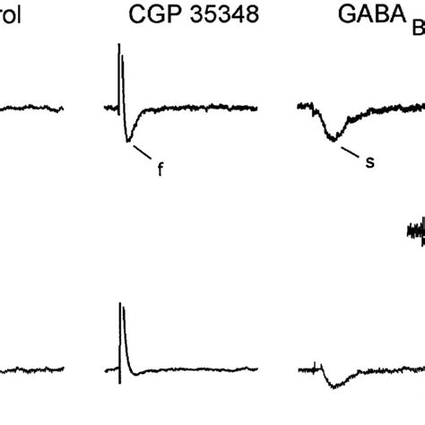 Schematic Representation Of Gaba B Receptor Mediated Synaptic
