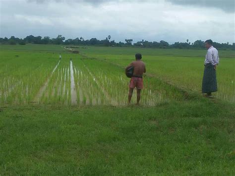 ပိုင်ကျုံမြို့၌ Cerp အစီအစဉ်ဖြင့် မိုးစပါး Rs To Cs မျိုးစေ့ထုတ်စိုက