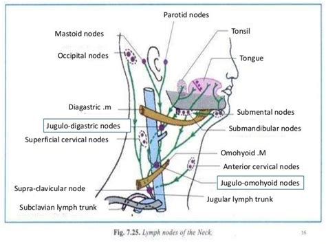 Examination Of Lymph Nodes Of Head And Neck