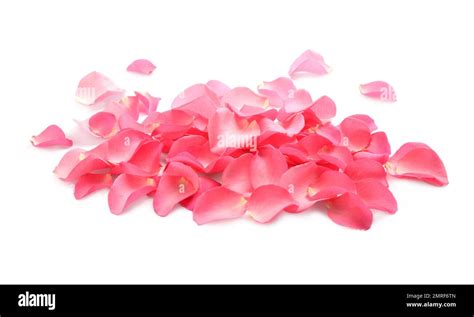 Rose Petals Pronunciation At Paul Nichols Blog