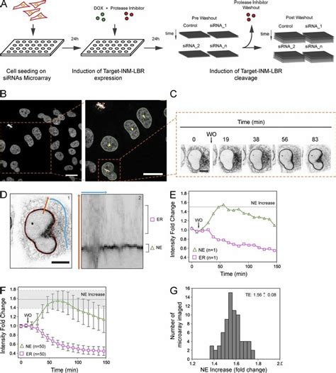 Target Inm Lbrbased Screening Pipeline A Schematic Representation