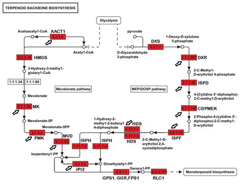 Comparative Transcriptomics Characterized The Distinct Biosynthetic Abilities Of Terpenoid And