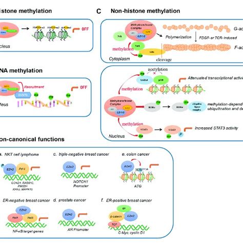 Biological Functions Of Ezh2 A Histone Methylation Ezh2 Catalyzes Download Scientific