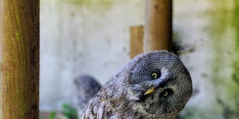 wierd async await behaviour in js 🤔 dev community